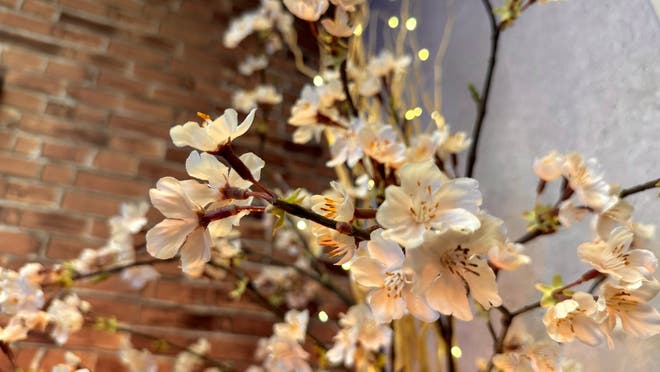 🌸インドア花見開催中!!🌸神田駅徒歩5分🚃本格電気式ピザ窯🍕75インチ大画面テレビ📺 14名ソファー席🛋️の写真8