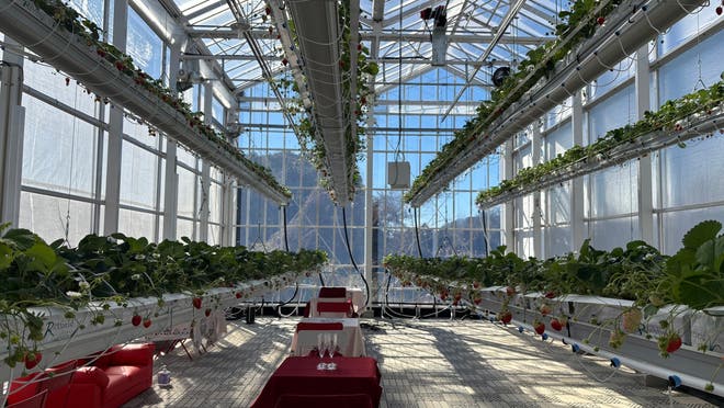 天井7.5mから苺が吊り下がる「苺空間」を多目的に利用可能。貸切パーティー、会議、TV映画撮影、料理スタジオ、フォト婚その他の写真1