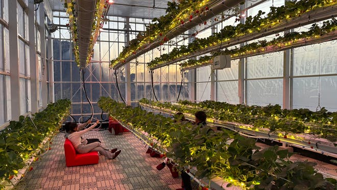 天井7.5mから苺が吊り下がる「苺空間」を多目的に利用可能。貸切パーティー、会議、TV映画撮影、料理スタジオ、フォト婚その他の写真2