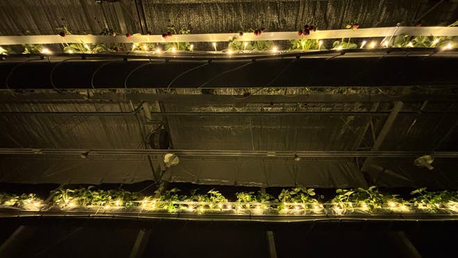 天井7.5mから苺が吊り下がる「苺空間」を多目的に利用可能。貸切パーティー、会議、TV映画撮影、料理スタジオ、フォト婚その他の写真6