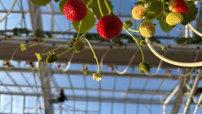 天井7.5mから苺が吊り下がる「苺空間」を多目的に利用可能。貸切パーティー、会議、TV映画撮影、料理スタジオ、フォト婚その他の写真8