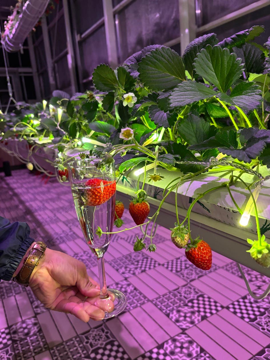 天井7.5mから苺が吊り下がる「苺空間」を多目的に利用可能。貸切パーティー、会議、TV映画撮影、料理スタジオ、フォト婚その他の写真11