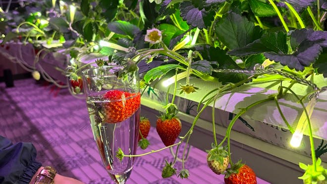 天井7.5mから苺が吊り下がる「苺空間」を多目的に利用可能。貸切パーティー、会議、TV映画撮影、料理スタジオ、フォト婚その他の写真11