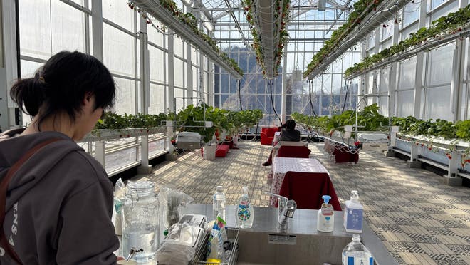 天井7.5mから苺が吊り下がる「苺空間」を多目的に利用可能。貸切パーティー、会議、TV映画撮影、料理スタジオ、フォト婚その他の写真13