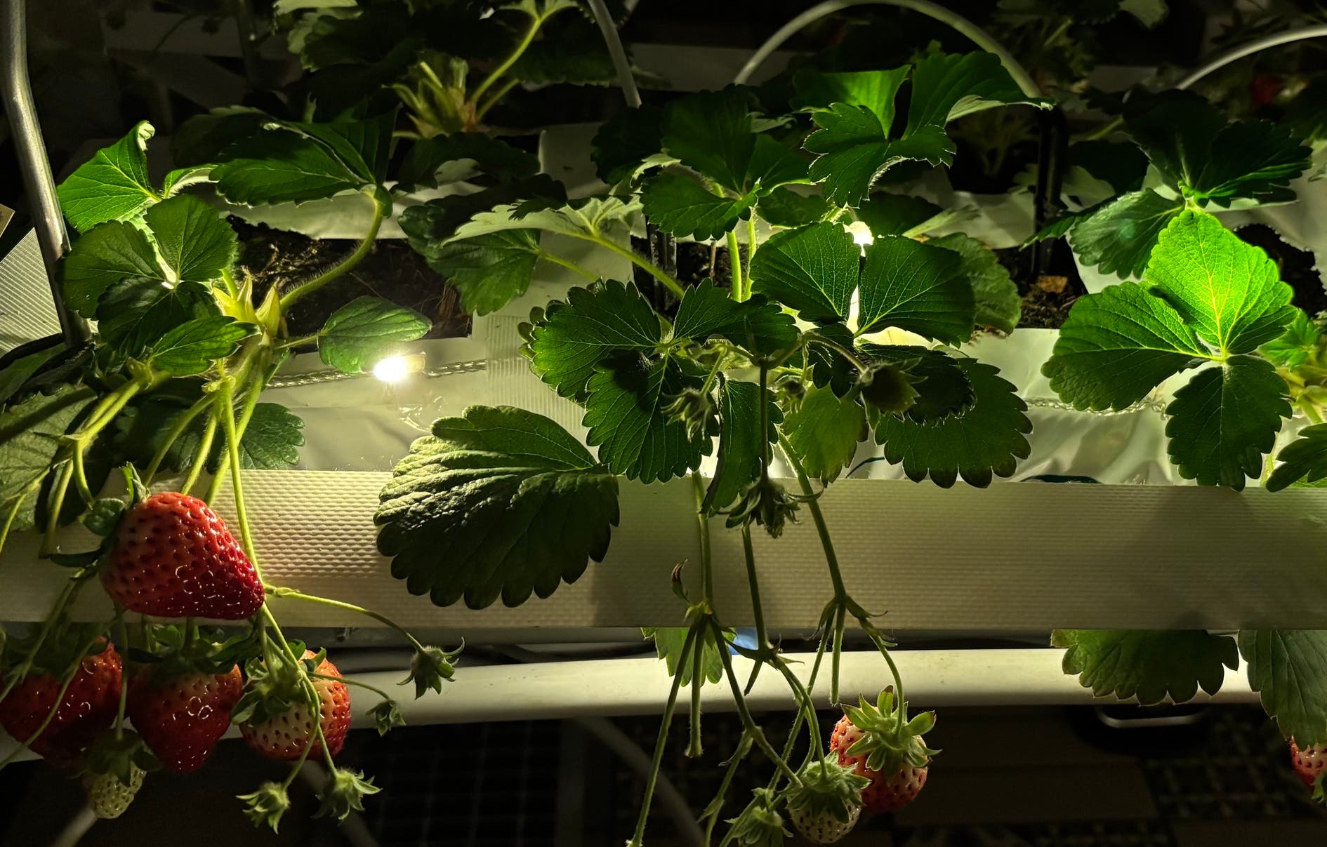 天井7.5mから苺が吊り下がる「苺空間」を多目的に利用可能。貸切パーティー、会議、TV映画撮影、料理スタジオ、フォト婚その他の写真18