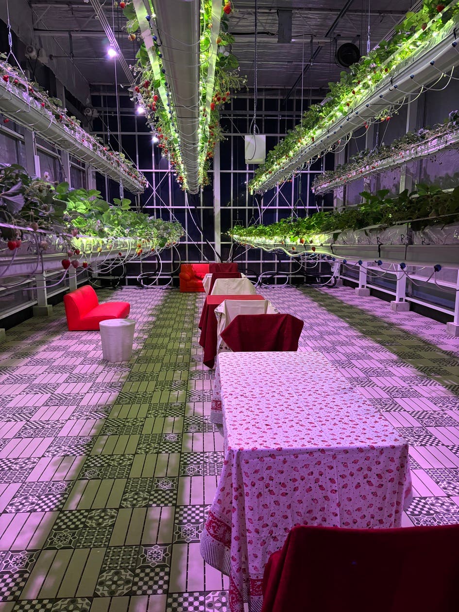 天井7.5mから苺が吊り下がる「苺空間」を多目的に利用可能。貸切パーティー、会議、TV映画撮影、料理スタジオ、フォト婚その他の写真19