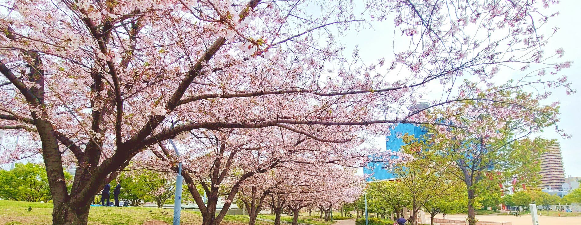 掃除不要・ごみ捨てOK🙆【駅前】緑広がる和らぎのボタニカルスペース♪大阪市/北区/梅田/扇町/天満/南森町のイベント・会議にの写真3