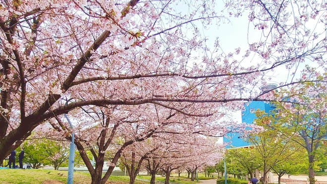 掃除不要・ごみ捨てOK🙆【駅前】緑広がる和らぎのボタニカルスペース♪大阪市/北区/梅田/扇町/天満/南森町のイベント・会議にの写真3