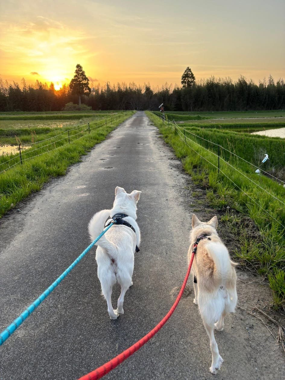 のんびりした外房の田舎の豪邸古民家の写真11