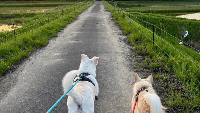のんびりした外房の田舎の豪邸古民家の写真11