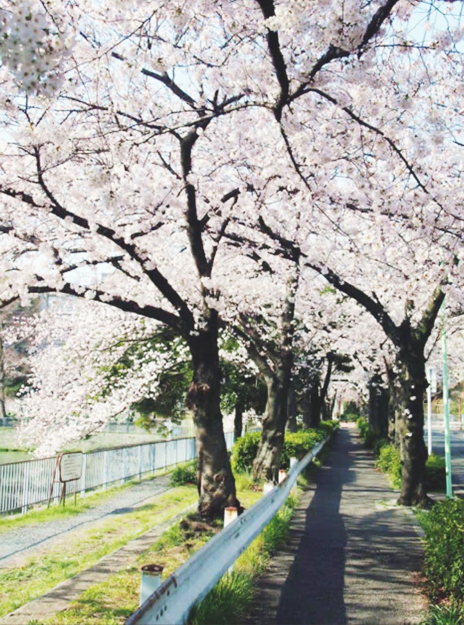 ㊗️インドアお花見開催中㊗️いりなか駅スグの最上階❣️室内フルリフォーム済✨dyson空気清浄&加湿器で清潔空間🤩の写真3