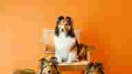BUNCA. HUB STUDIO|天王寺 貸切撮影スタジオ(愛犬同伴OK)の写真2