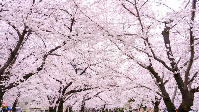 ✨錦糸町駅2分💁♀️設備がキレイなお部屋🏠動画ストリーミング視聴🎥おうちデート👫推し活🎉誕生会🥳の写真2