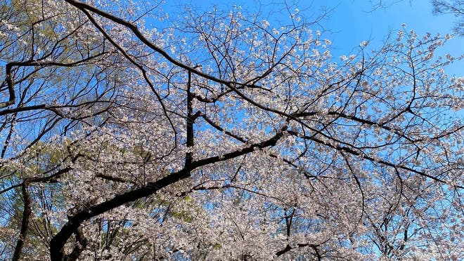 H【渋谷、原宿徒歩6分】✨ルーフトップ!大人気BBQ!グランピング!換気!✨ルーフトップ/パーティーの写真6