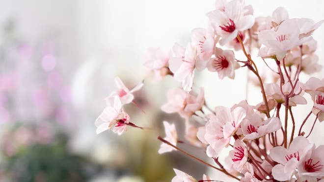 🌸インドア花見🌸⚾️WBC観戦⚾️いりなか駅スグの最上階❣️室内フルリフォーム済✨dyson空気清浄&加湿器で清潔空間🤩の写真6