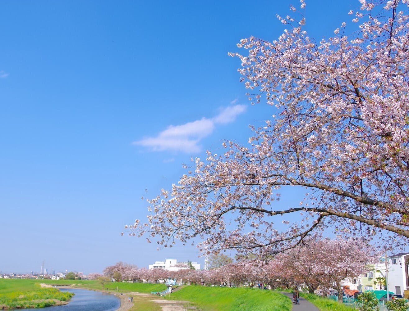 ☆自然光･ダウンライト【リビング】お花見にくつろぎスペース(約10帖)★80インチスクリーン取付可能♪の写真1