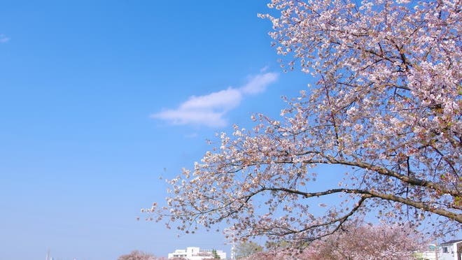 ☆自然光・ダウンライト【リビング】お花見にくつろぎスペース(約10帖)★80インチスクリーン取付可能♪の写真1