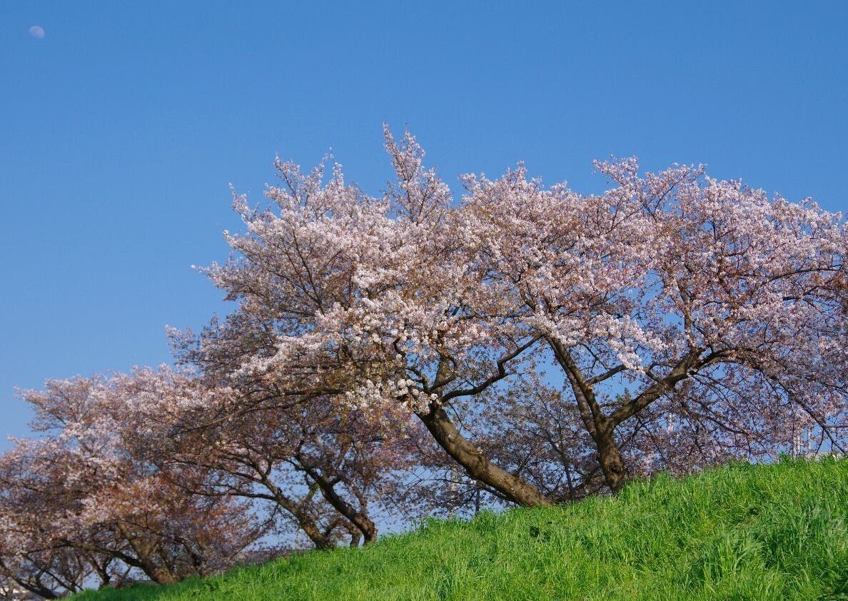 ☆自然光･ダウンライト【リビング】お花見にくつろぎスペース(約10帖)★80インチスクリーン取付可能♪の写真2