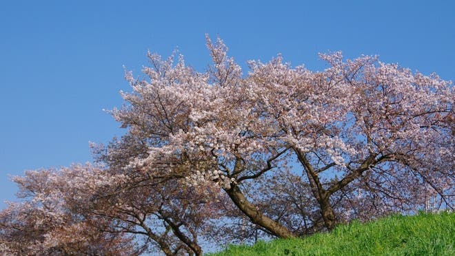 ☆自然光・ダウンライト【リビング】お花見にくつろぎスペース(約10帖)★80インチスクリーン取付可能♪の写真2