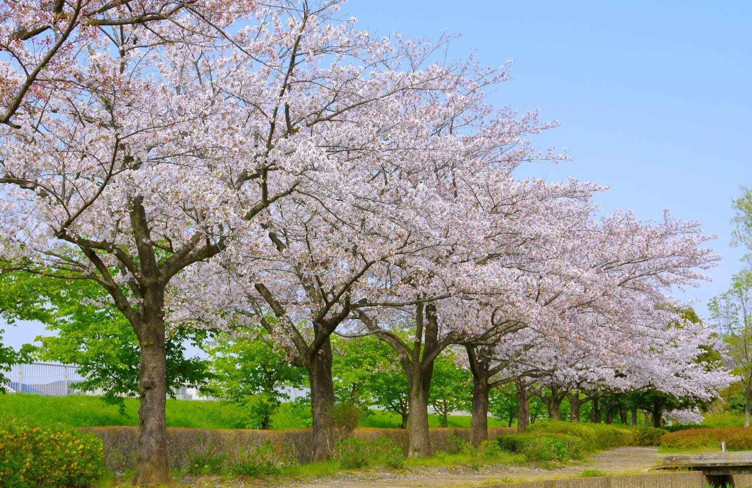 ☆自然光･ダウンライト【リビング】お花見にくつろぎスペース(約10帖)★80インチスクリーン取付可能♪の写真3