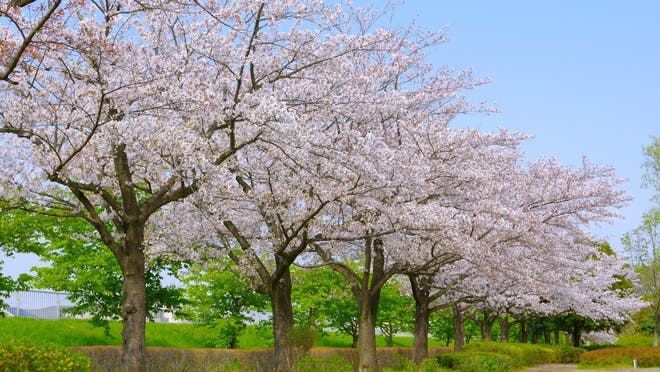 ☆自然光・ダウンライト【リビング】お花見にくつろぎスペース(約10帖)★80インチスクリーン取付可能♪の写真3