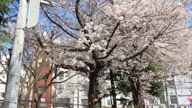 西新宿1分🚶♀️2026.1🆕🌸お花見🌸ポップコーン食べ放題🍿🆓ボドゲ30種🎲撮影🎥コーヒー☕️🆓の写真3