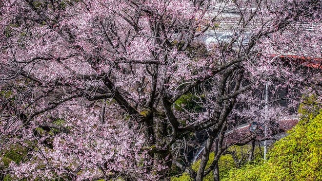 歴史ある音戸渡船の建物を利用し2つの赤い音戸大橋に挟まれた世界一狭い航路を望む広いウッドデッキスペースを持つレンタルスペース。の写真10