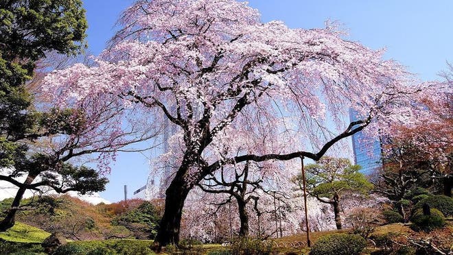 【NEW】🔰初回割・花見🌸プランあり 水道橋1分 自然光撮影スタジオ|ポートレート&商品撮影×和室×キッチン×500種の小物の写真3