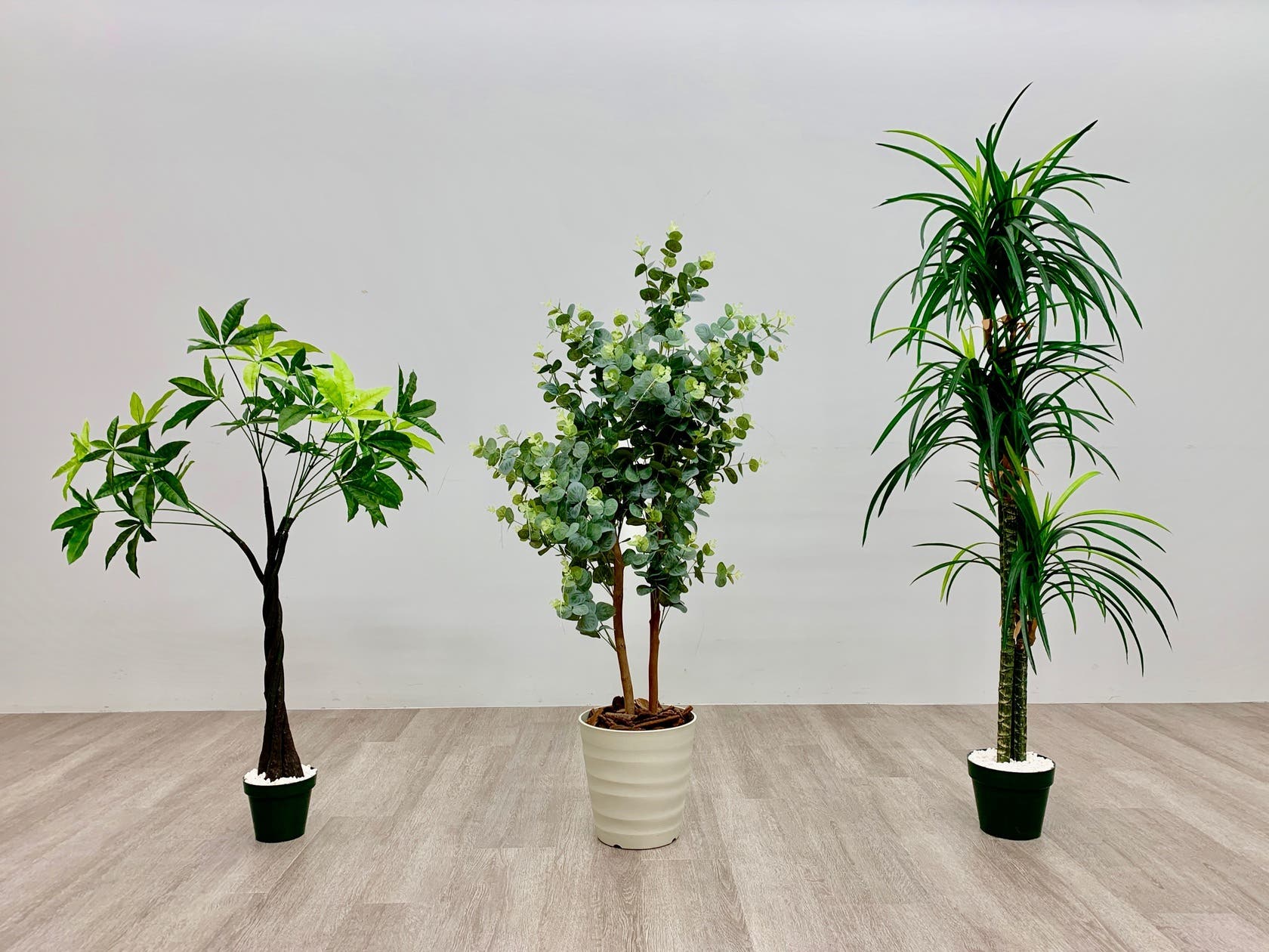 観葉植物ABCの画像1