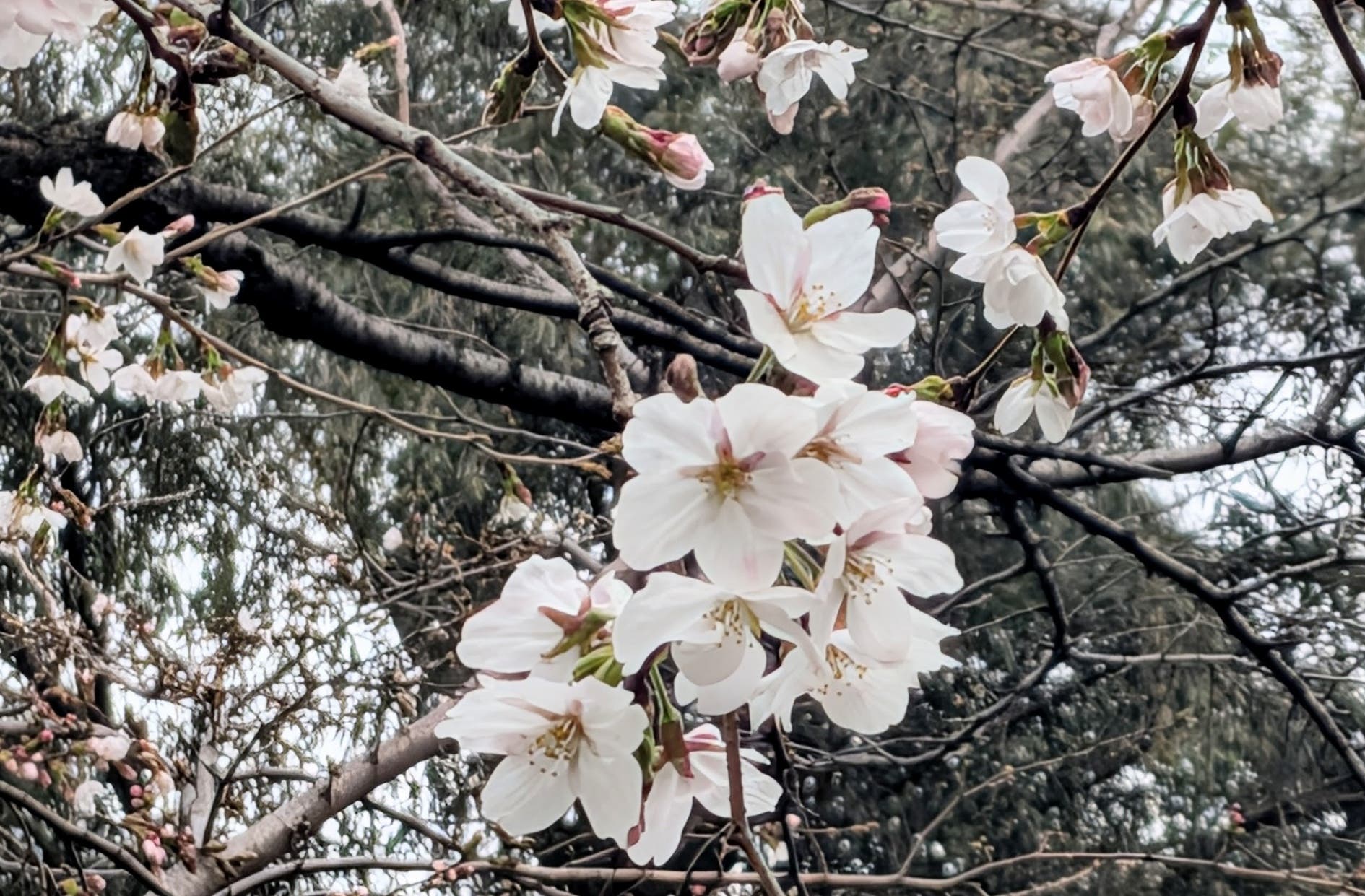 上前津５分、🌸鶴舞公園８分　インドア花見、100インチ推し会🎂お誕生日📷コスプレ🎬シネマデート🃏ボードゲームの写真10