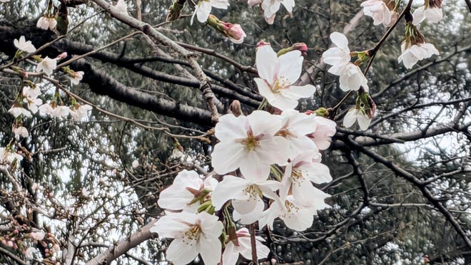 上前津5分、🌸鶴舞公園8分 インドア花見、100インチ推し会🎂お誕生日📷コスプレ🎬シネマデート🃏ボードゲームの写真10