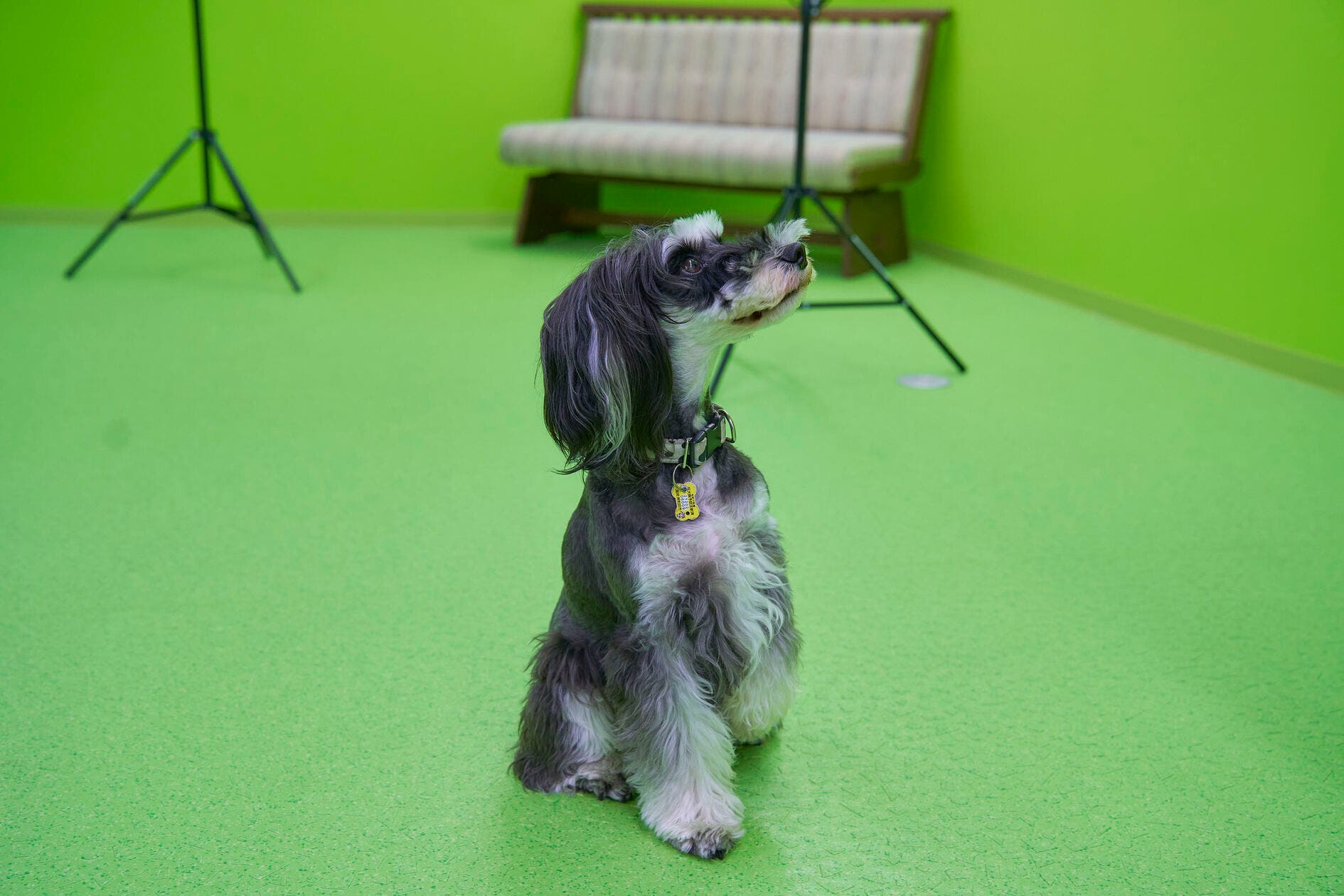 【大阪北区】最安級1,000円/h～持ち込み特化グリーンバックスタジオ！配信・撮影・コスプレ・ペット対応の写真4