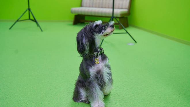 【大阪北区】最安級1,000円/h~持ち込み特化グリーンバックスタジオ!配信・撮影・コスプレ・ペット対応の写真4