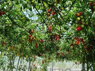 森の沖縄の隠れ家スポット。オフサイト研修、各種イベント、リトリート、チームビルディング、セミナーなどに！の写真9