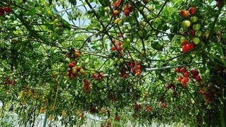 森の沖縄の隠れ家スポット。オフサイト研修、各種イベント、リトリート、チームビルディング、セミナーなどに!の写真9