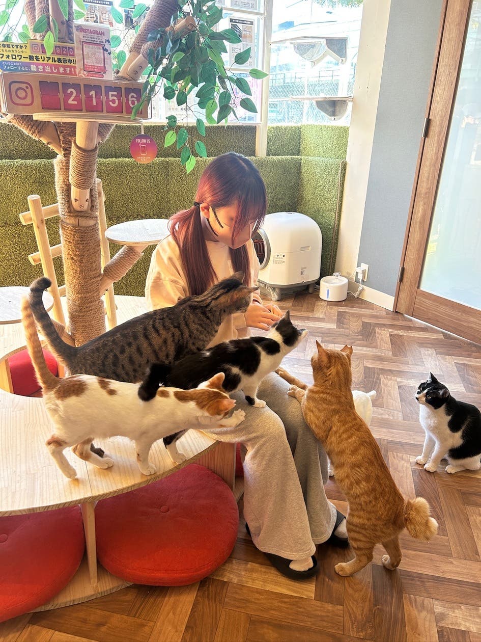 猫との空間を貸切利用の写真3