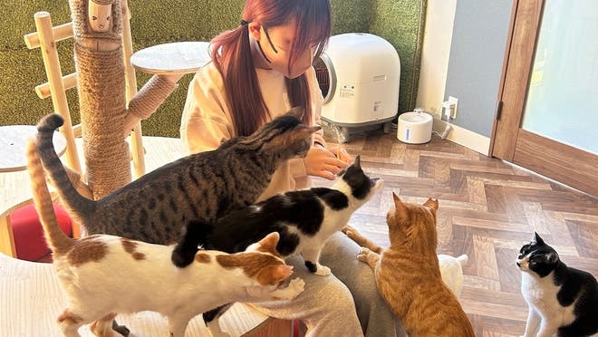 猫との空間を貸切利用の写真3