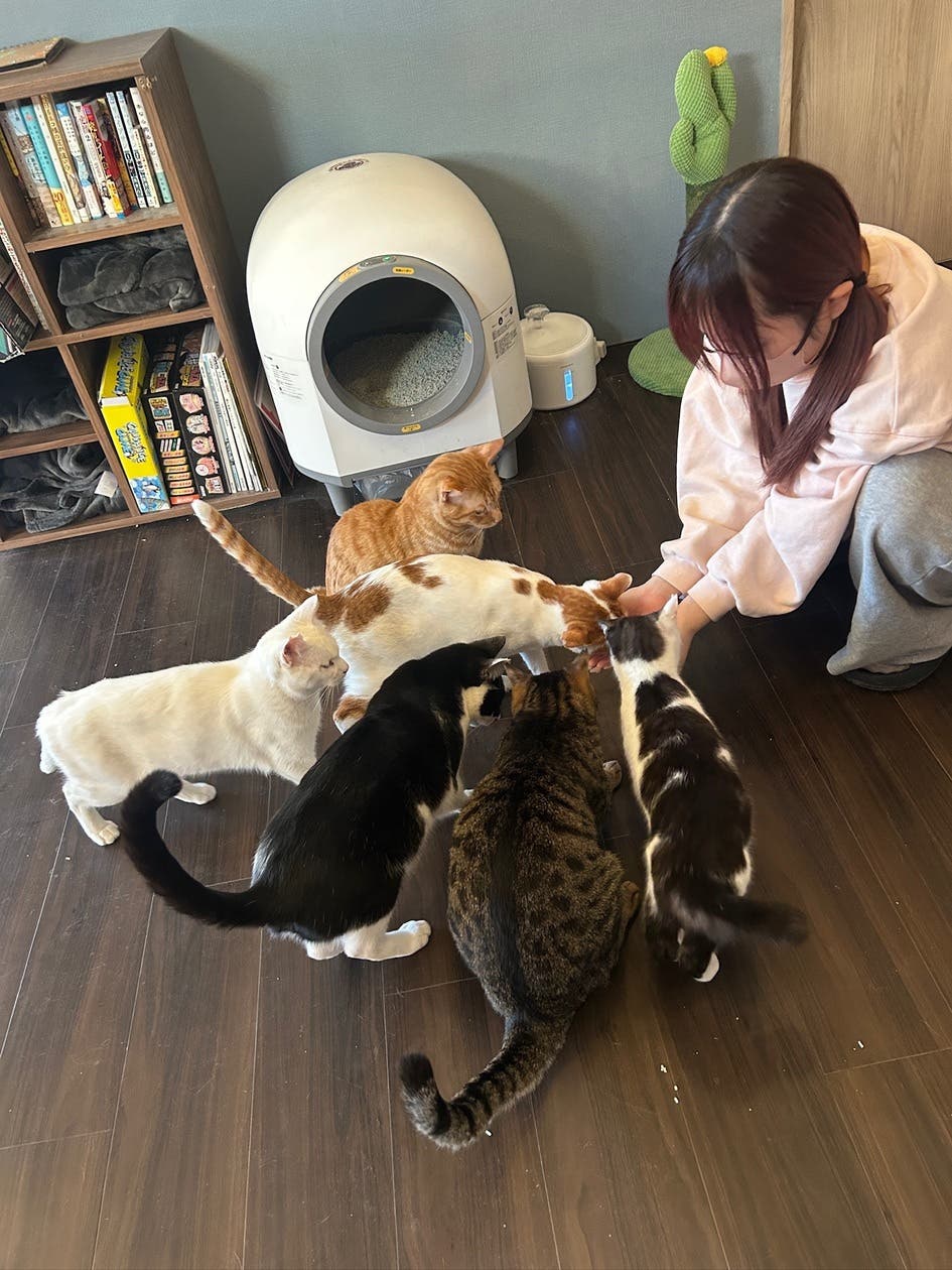 猫との空間を貸切利用の写真4