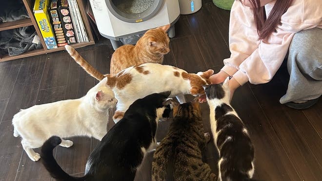 猫との空間を貸切利用の写真4