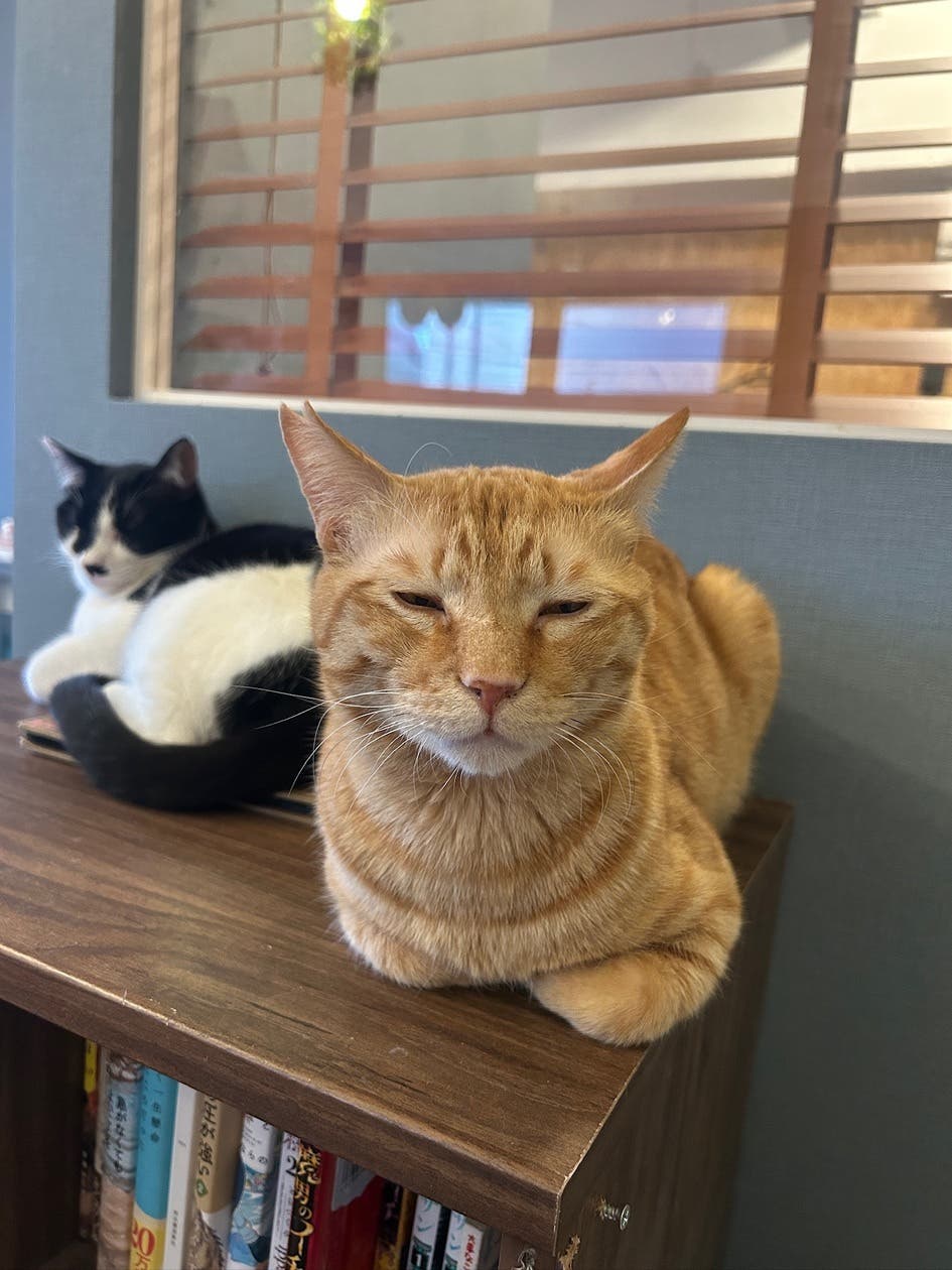 猫との空間を貸切利用の写真5