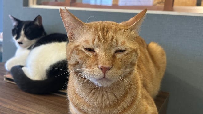 猫との空間を貸切利用の写真5