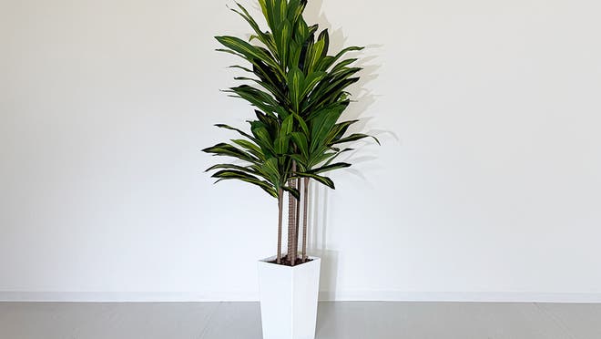 New Open🎉【藤森駅1分】撮影スタジオ📸南向き・日当たり良好☀️撮影備品無料|24h|63㎡の写真11