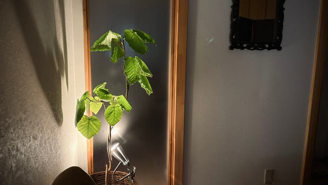 【エステルーム本館】2025.4リニューアル岩倉駅近♪駐車場有✨ブラウンを基調としたナチュラル空間☆くつろぎ空間🛜の写真19