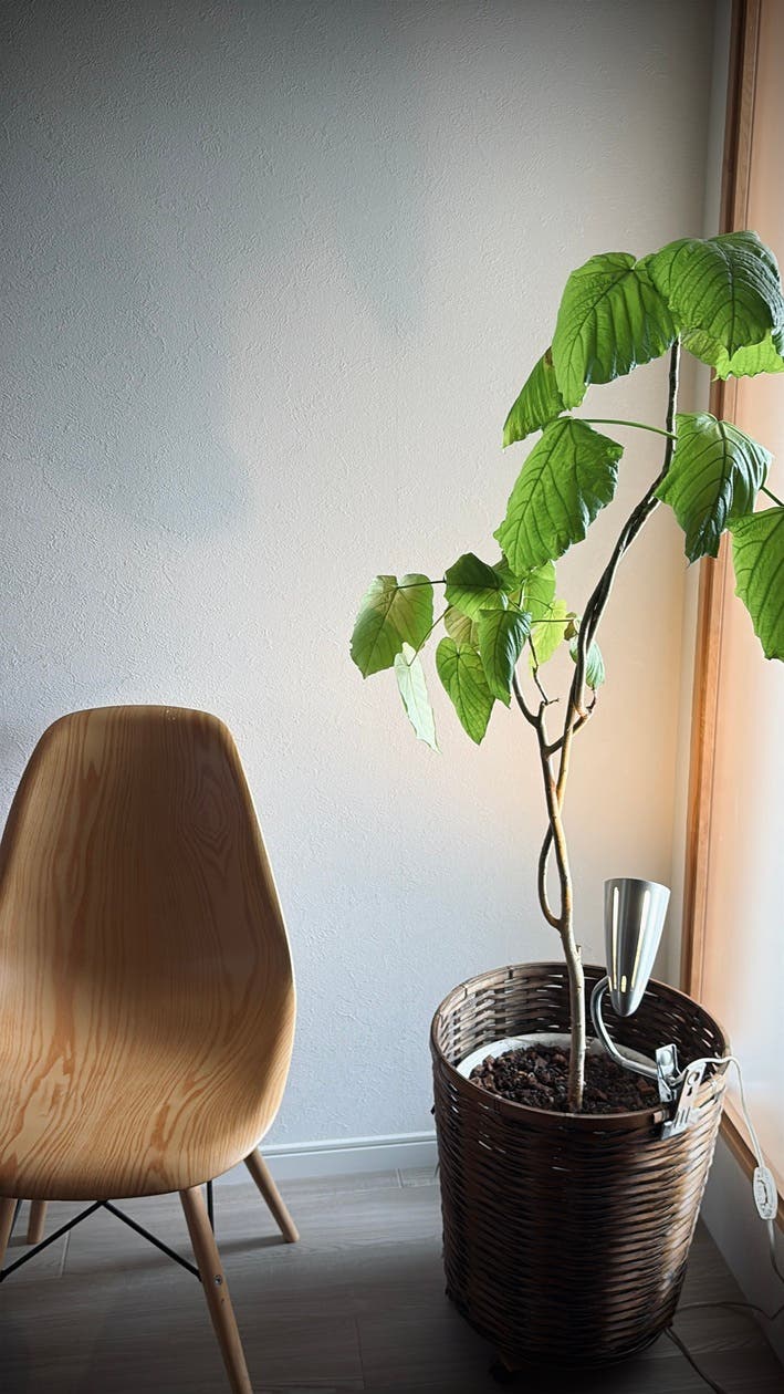 【エステルーム本館】2025.4リニューアル岩倉駅近♪駐車場有✨ブラウンを基調としたナチュラル空間☆くつろぎ空間🛜の写真9