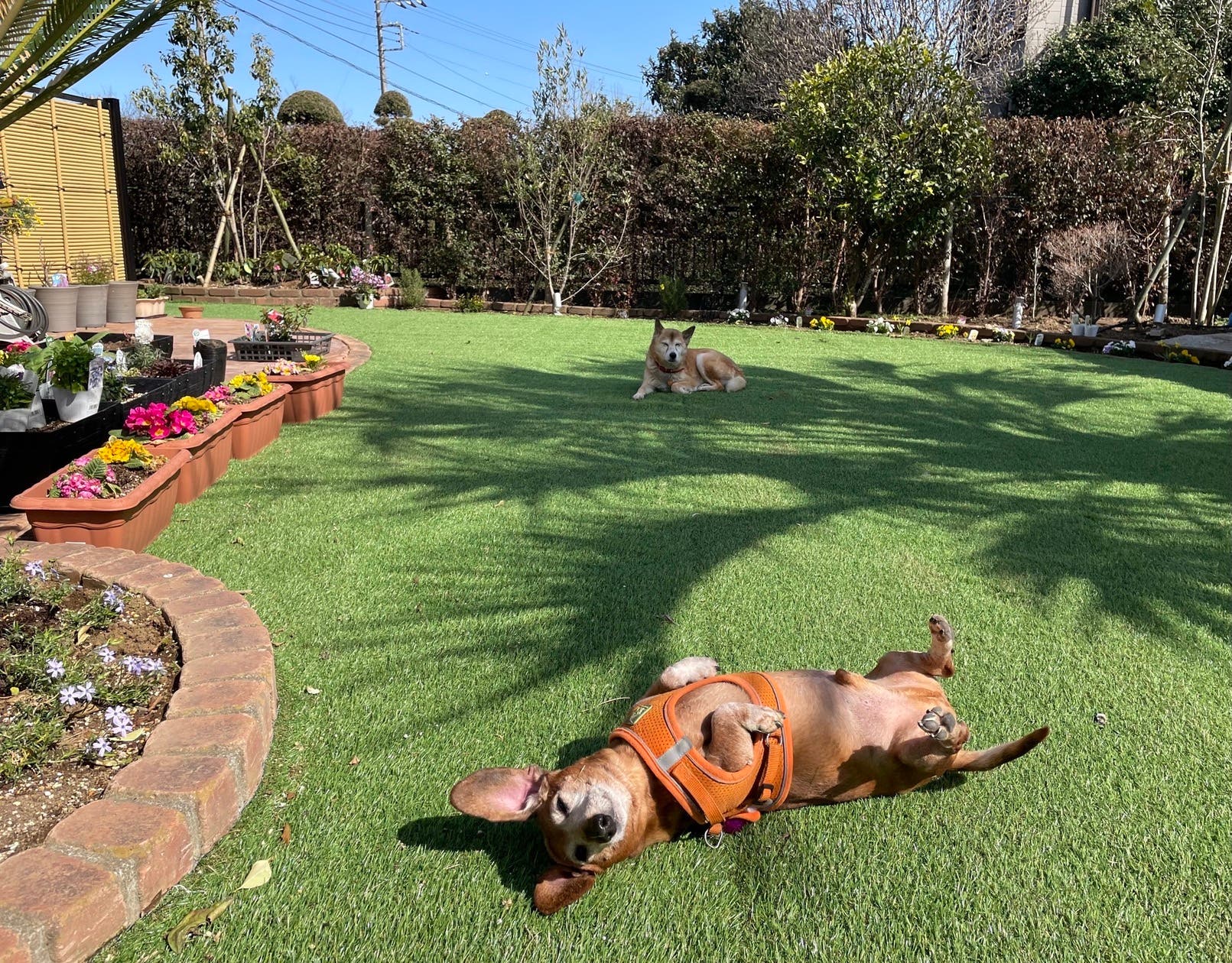 南国風ガーデン×和の坪庭｜ペットOKの撮影空間の写真4