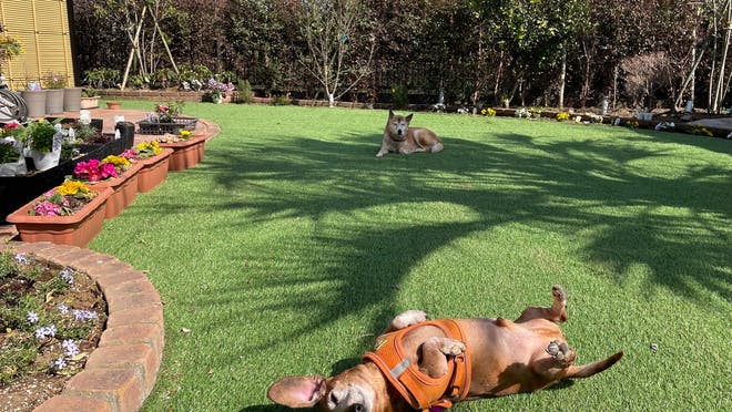 南国風ガーデン×和の坪庭|ペットOKの撮影空間の写真4