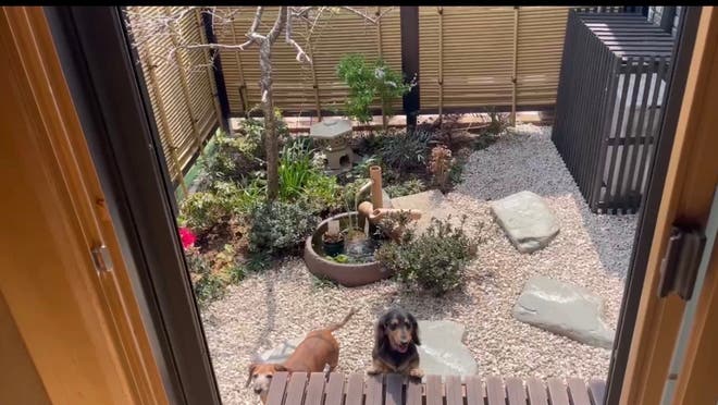 南国風ガーデン×和の坪庭|ペットOKの撮影空間の写真7