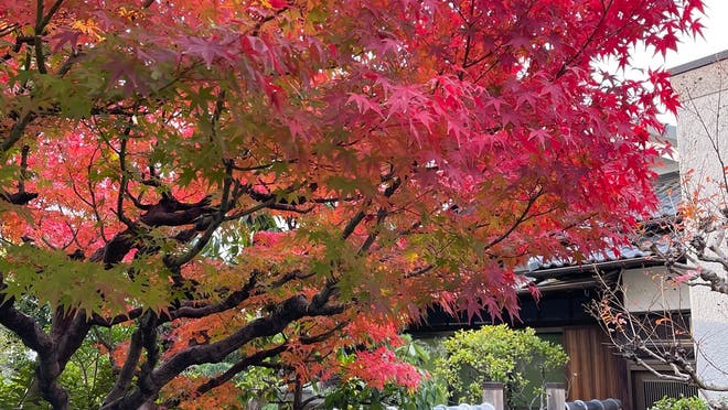 【古民家】 大阪市/瑞光四丁目駅から徒歩3分/築70年/坪庭の写真28