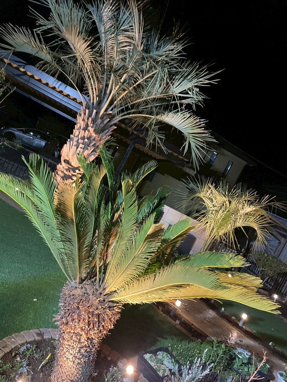 南国風ガーデン×和の坪庭｜ペットOKの撮影空間の写真10