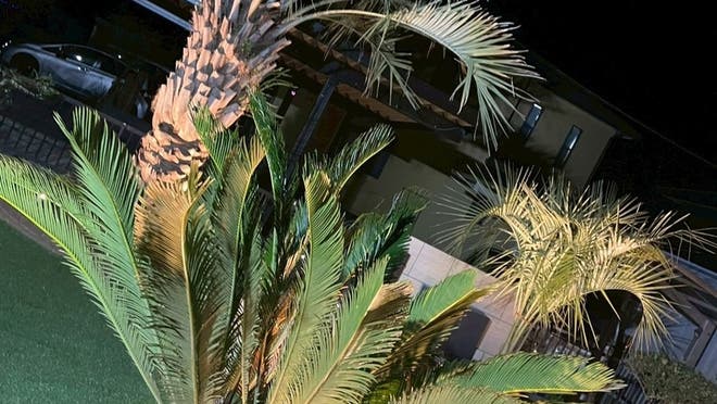 南国風ガーデン×和の坪庭|ペットOKの撮影空間の写真10